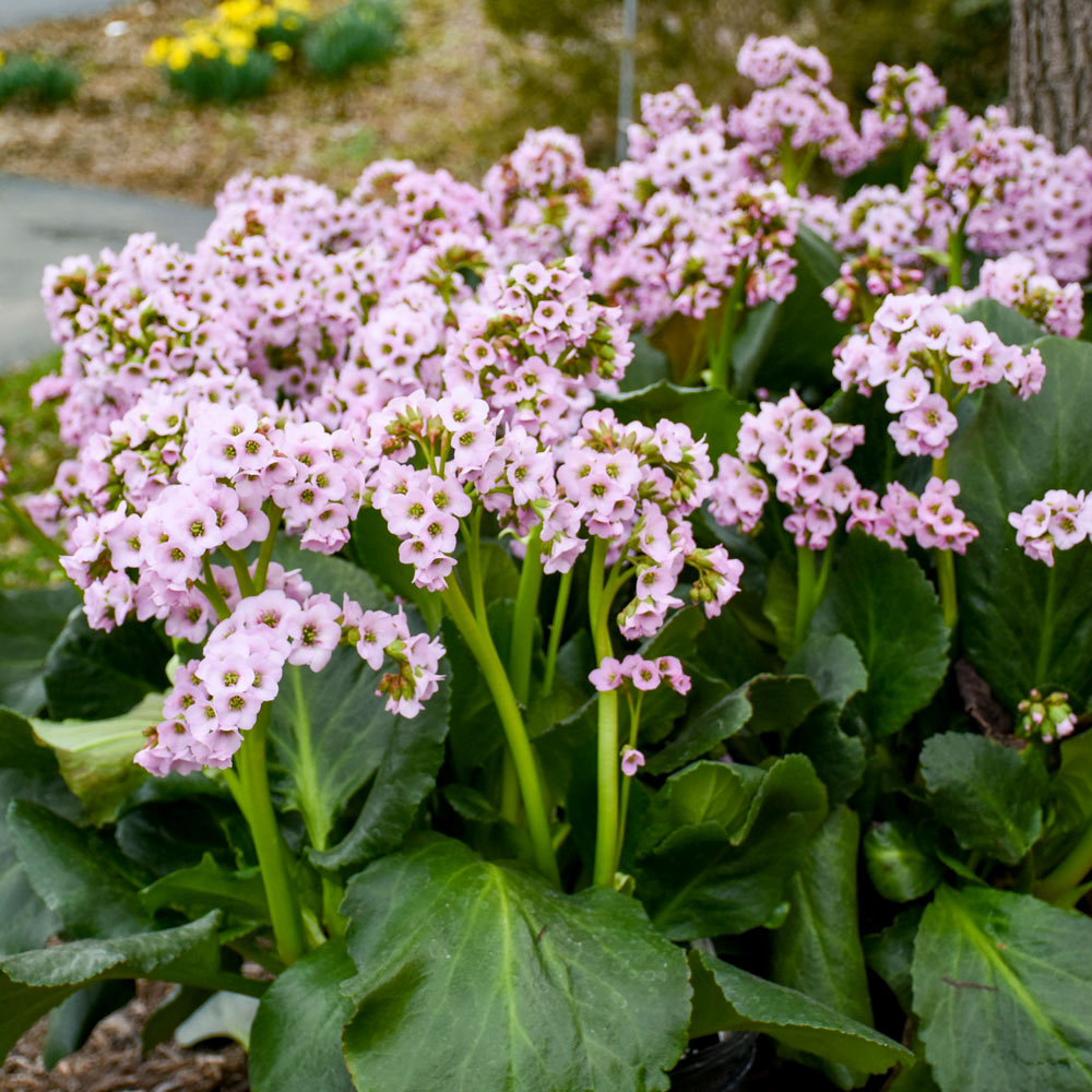 Bergenia 'Fairytale Romance' | White Flower Farm