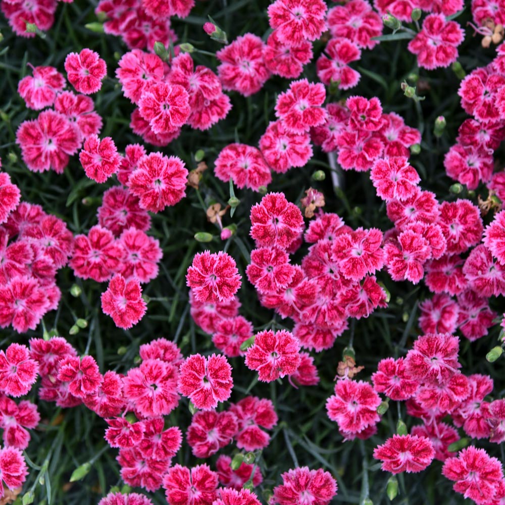 Dianthus 'Red Rouge' | White Flower Farm