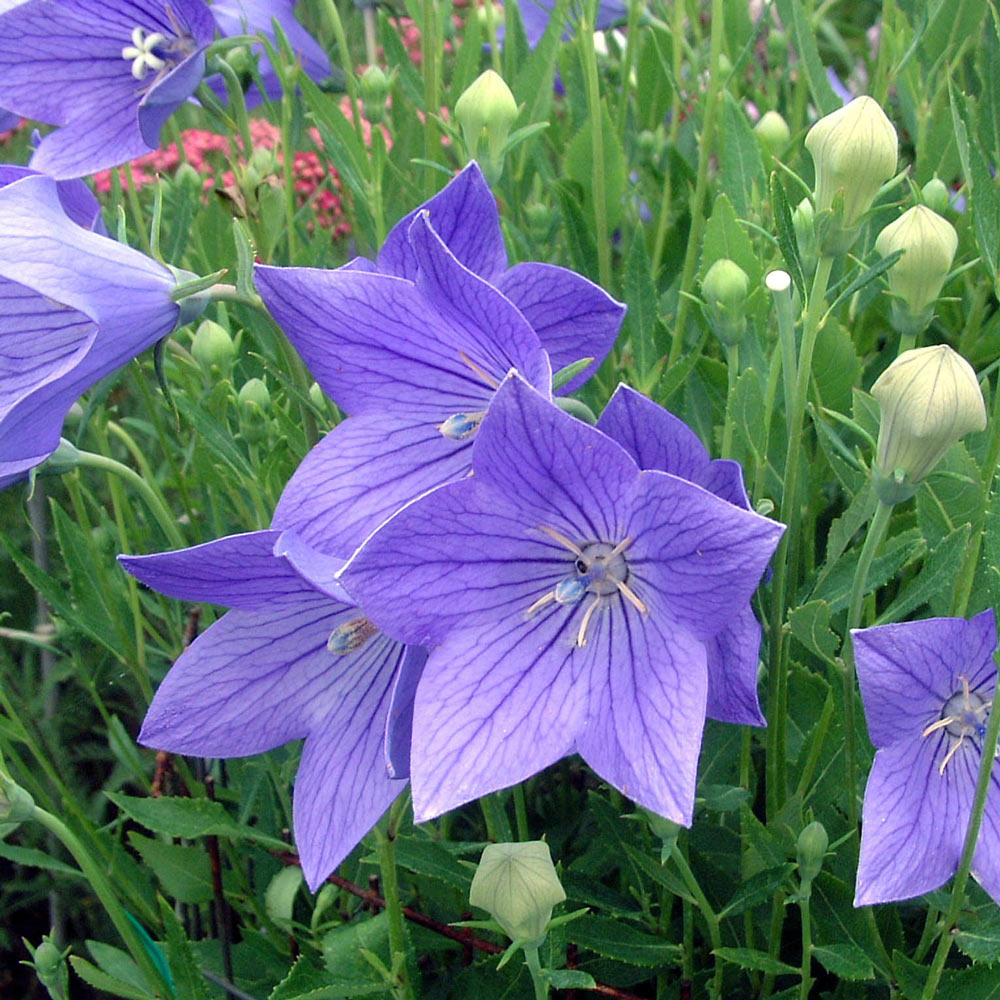 Platycodon grandiflorus 'Fuji Blue' | White Flower Farm
