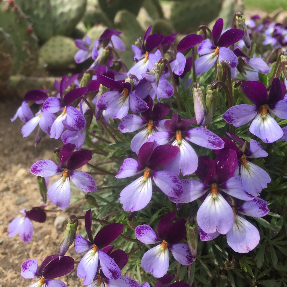 Viola pedata 'Eco Artist Palette' | White Flower Farm