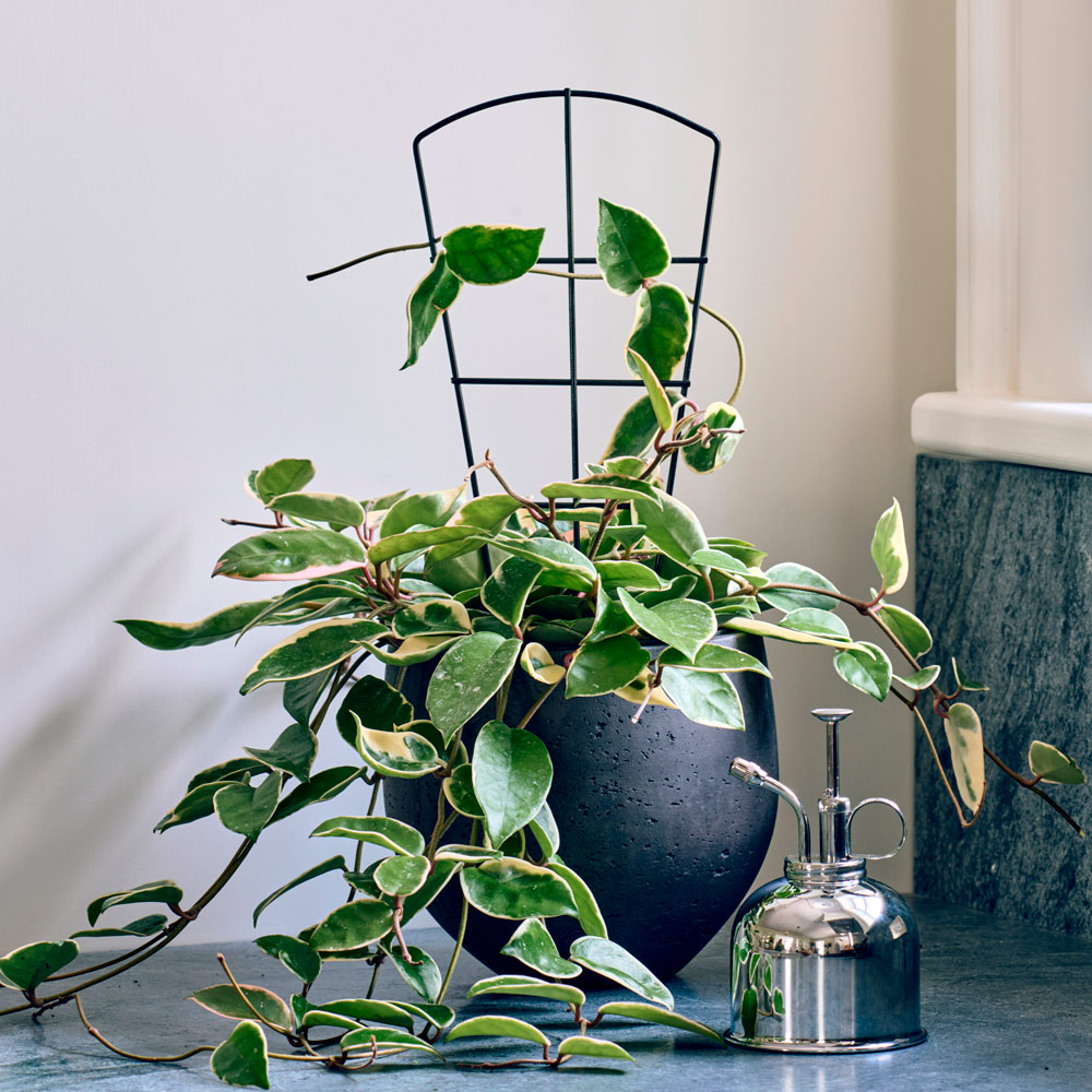 Haws Plant Mister | White Flower Farm