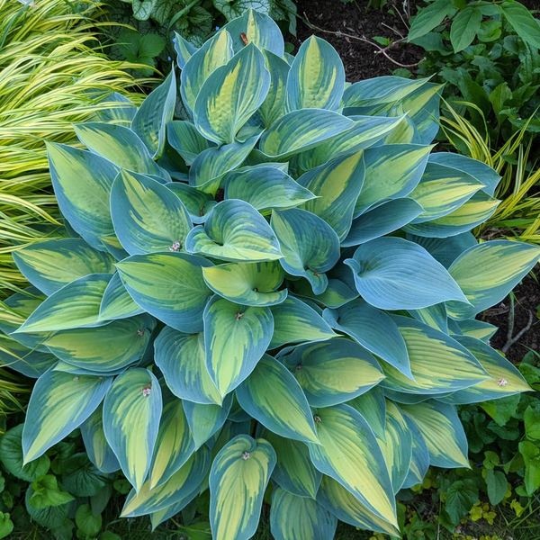 Hosta 'June' | White Flower Farm
