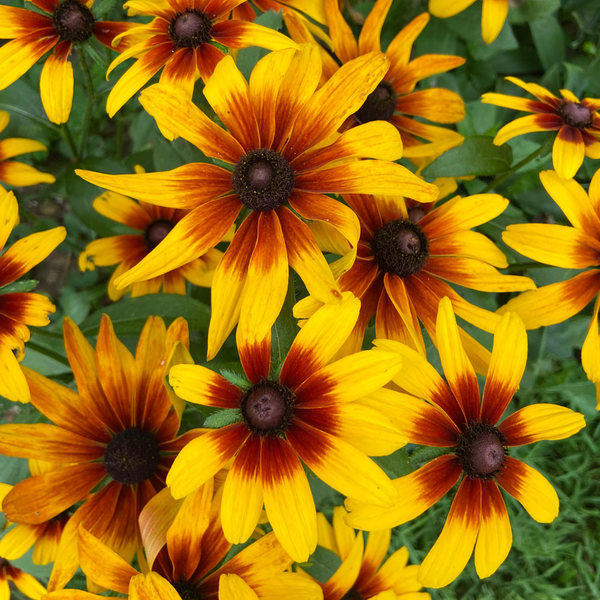 Rudbeckia MiniBeckia™ Flame | White Flower Farm