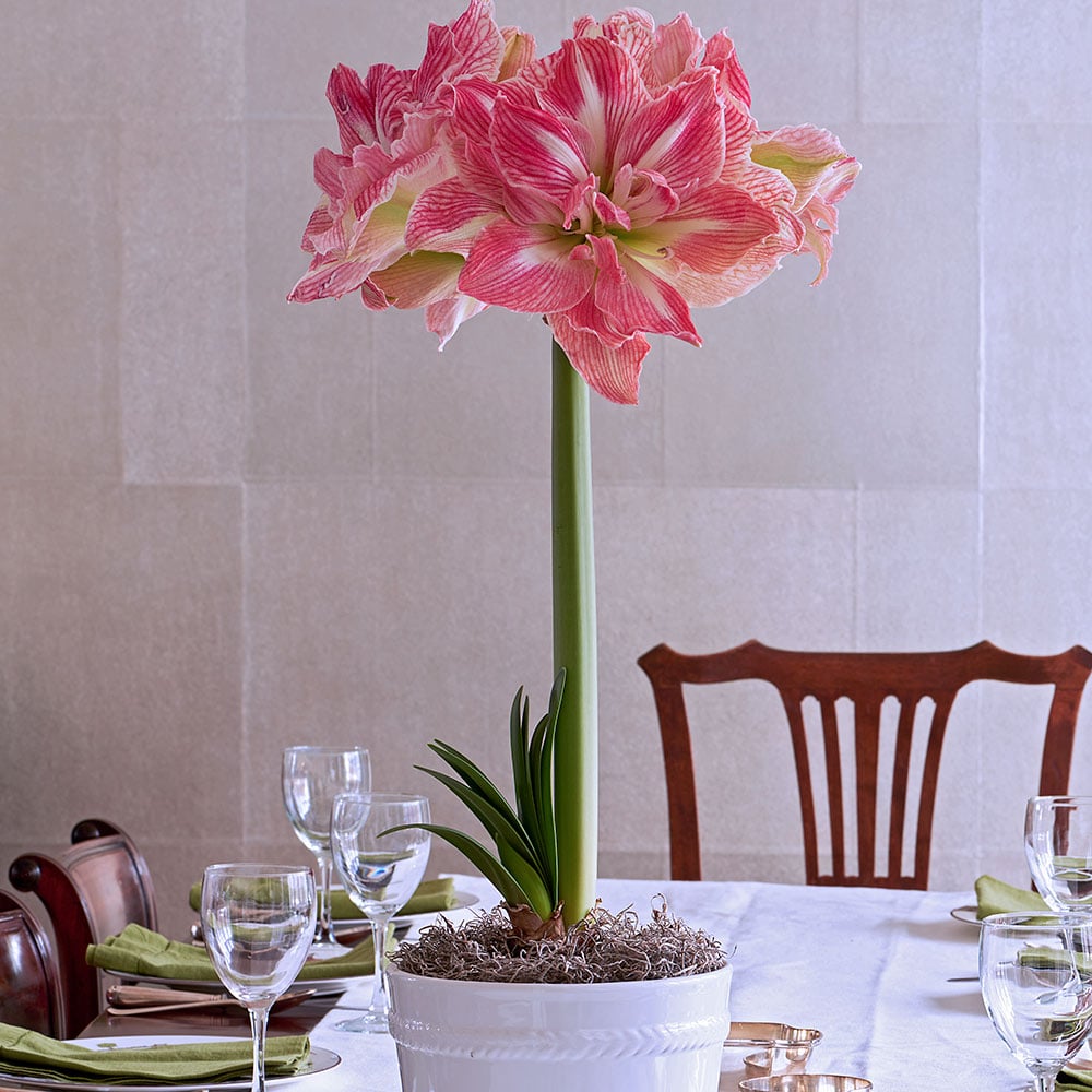 Amaryllis 'Pretty Nymph' | White Flower Farm