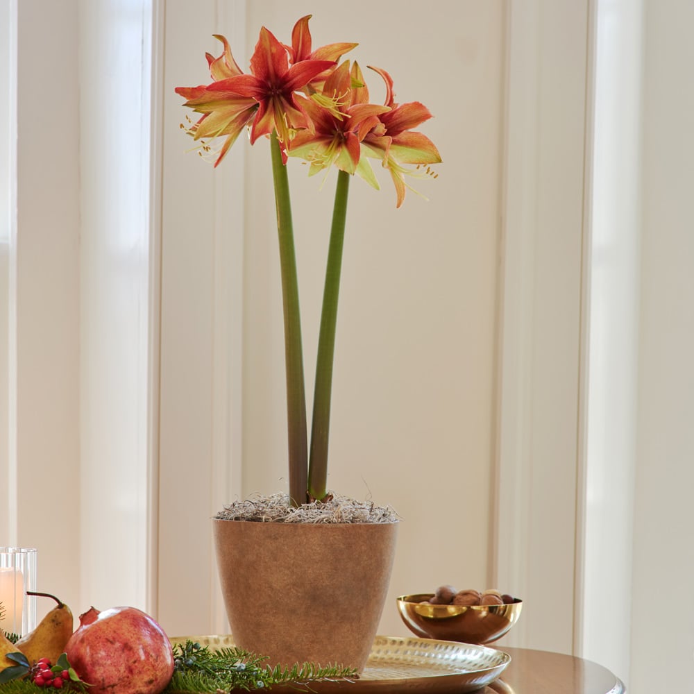 Amaryllis Wild Amazone® | White Flower Farm