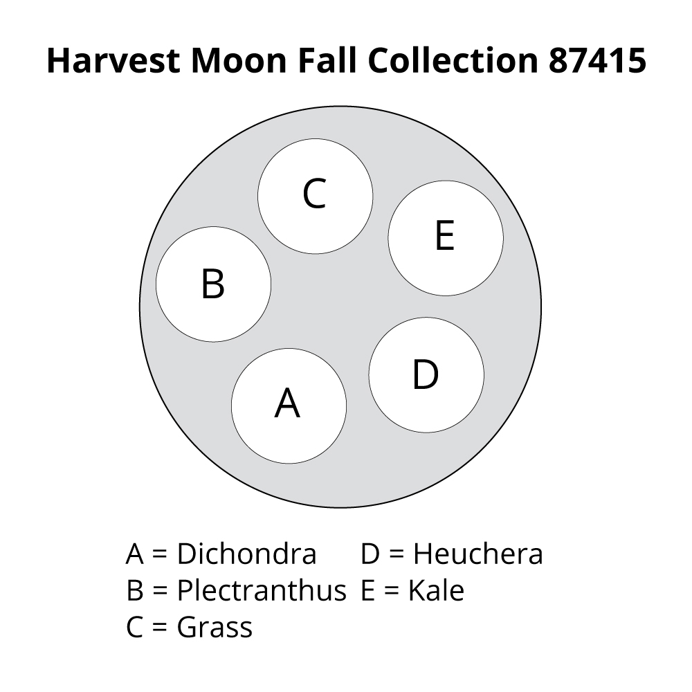 Harvest Moon Fall Collection | White Flower Farm