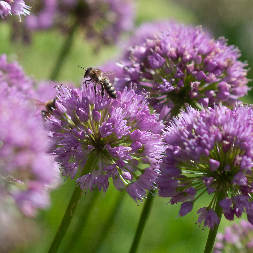 Allium 'Millenium' | White Flower Farm