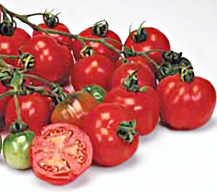 Tomato 'Bloody Butcher' | White Flower Farm