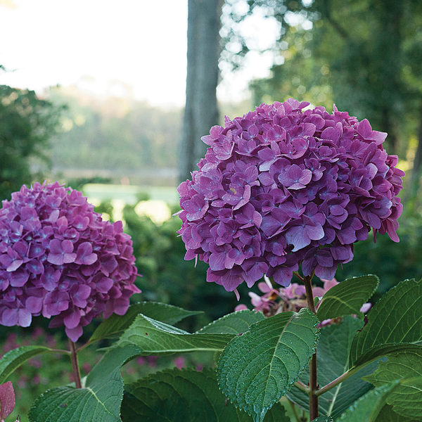 Hydrangea macrophylla Let's Dance® Rave® | White Flower Farm