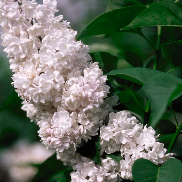 Syringa vulgaris 'Beauty of Moscow' | White Flower Farm