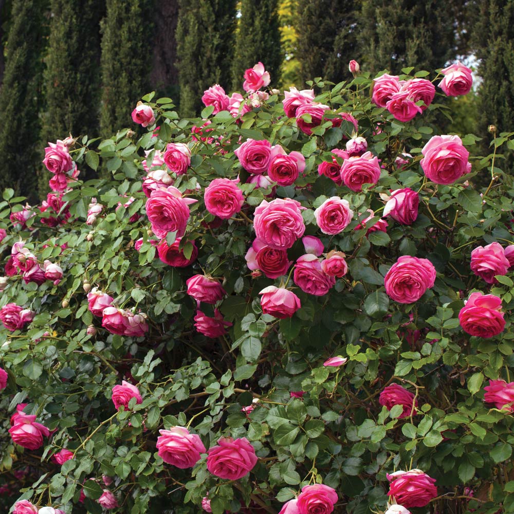 Eden Climbing Rose