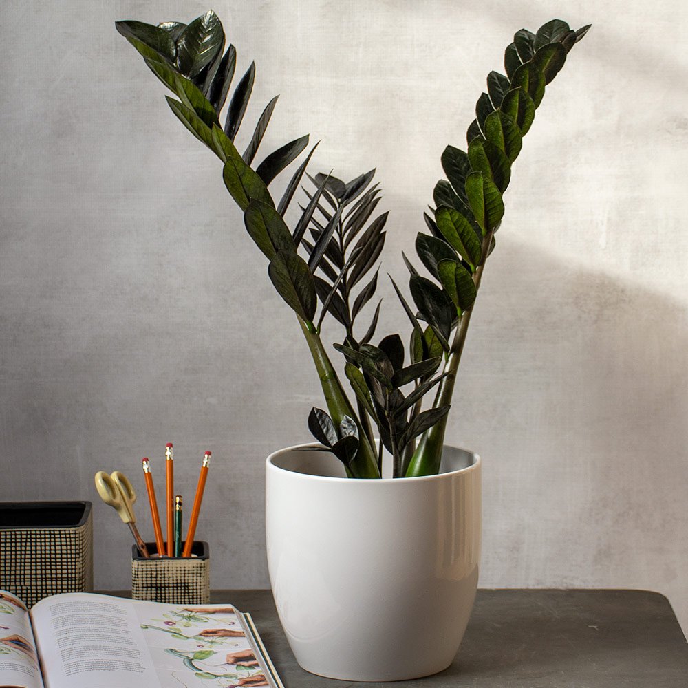 Office Plants | White Flower Farm