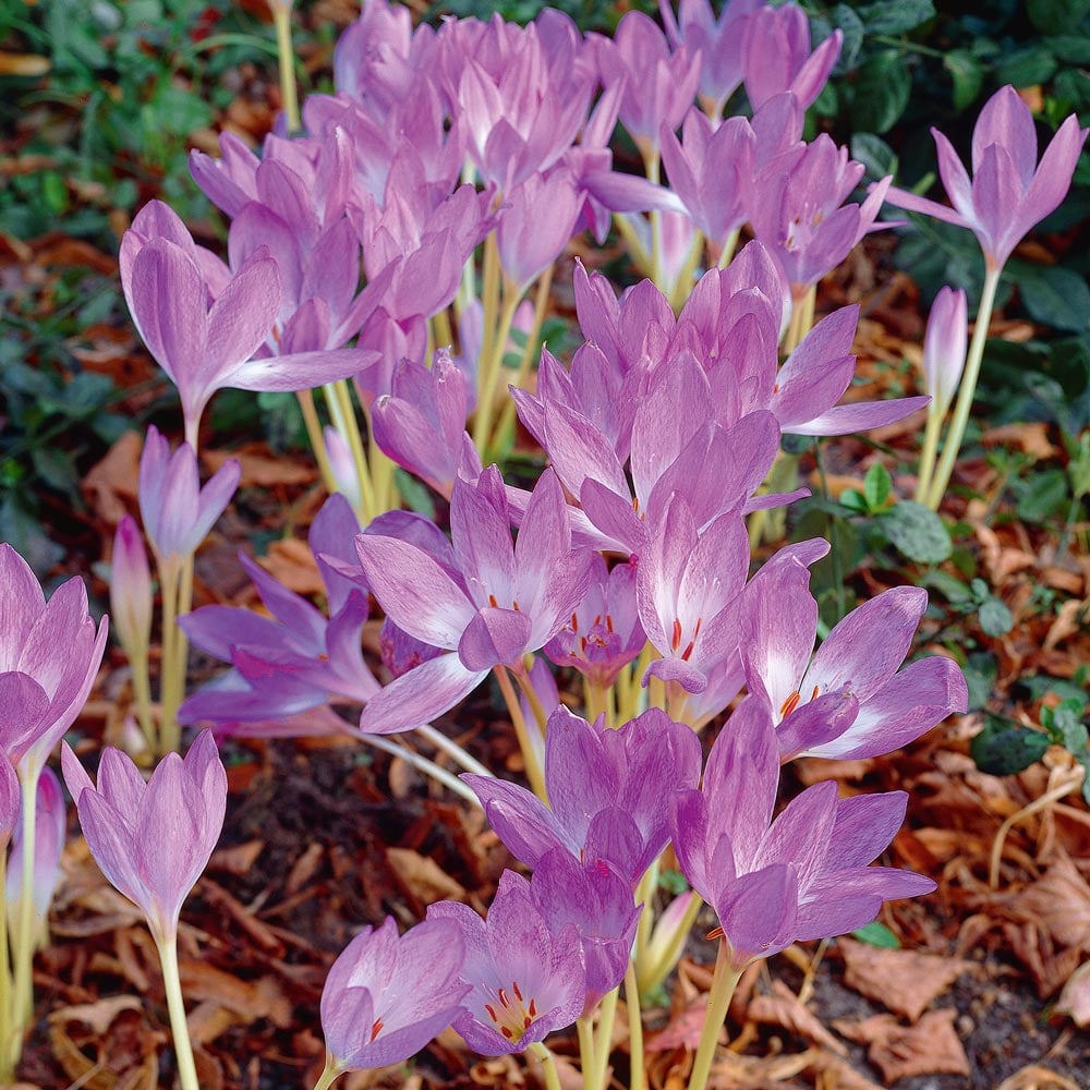 Colchicum Flowers, Colchicum Bulbs & More | White Flower Farm