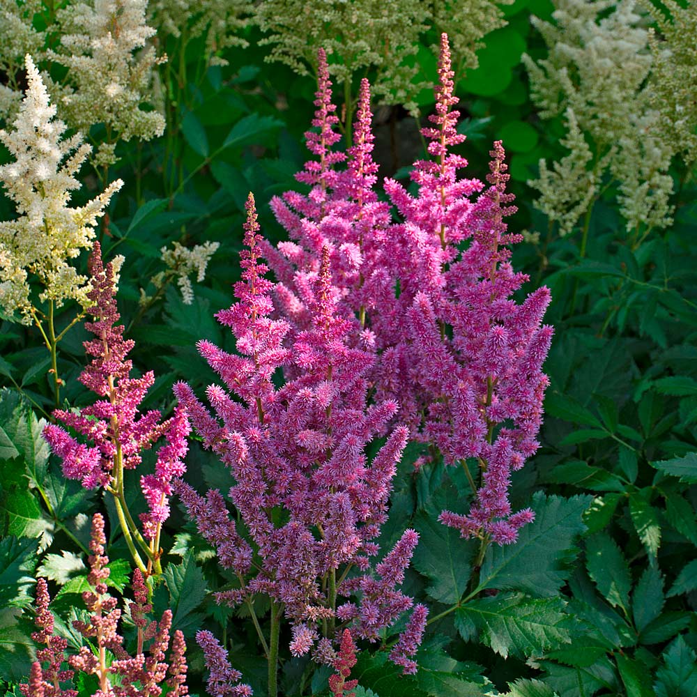Astilbe (Meadowsweet) Plant Varieties | White Flower Farm