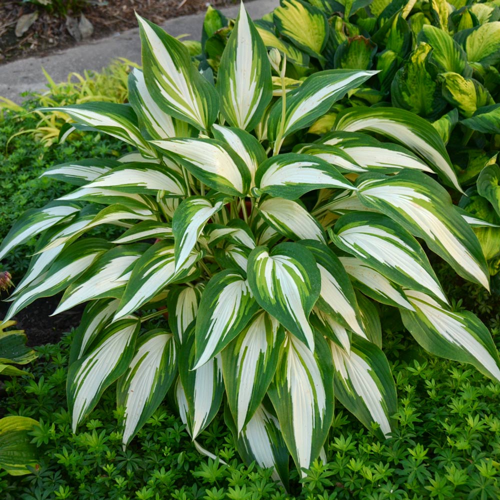 Hosta, Hosta Varieties & More | White Flower Farm