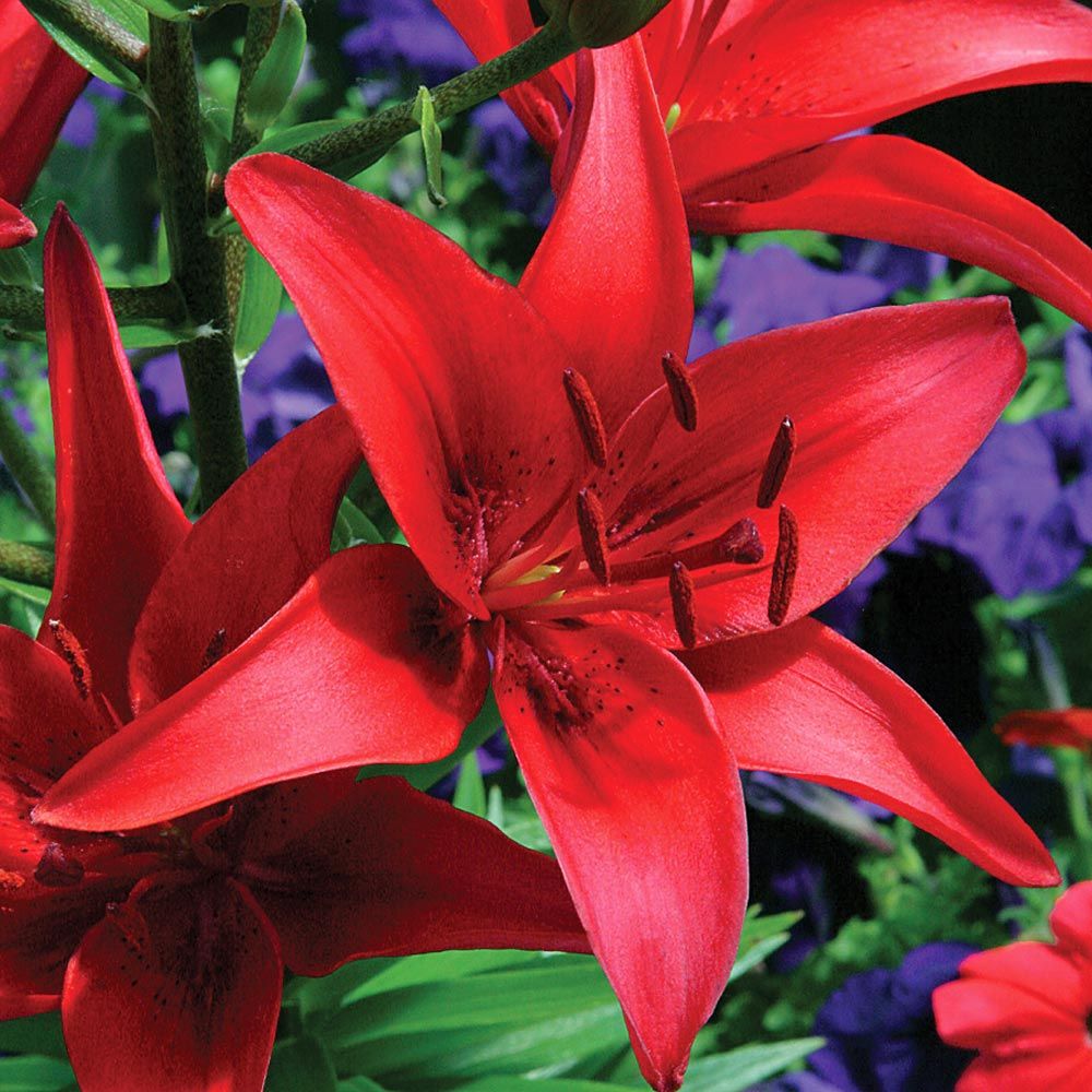 Asiatic Lilies in Vibrant Colors | White Flower Farm