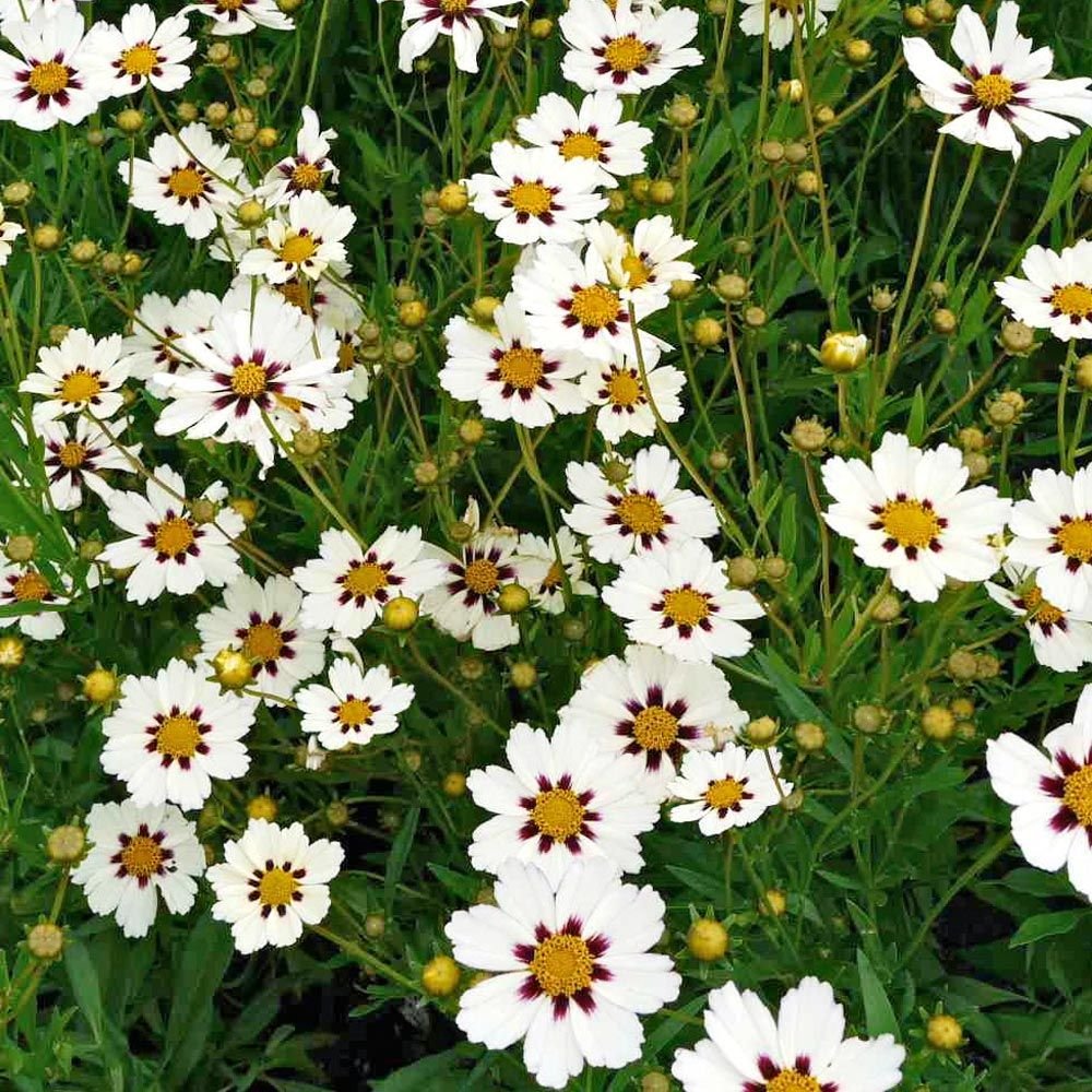 Tickseed | White Flower Farm