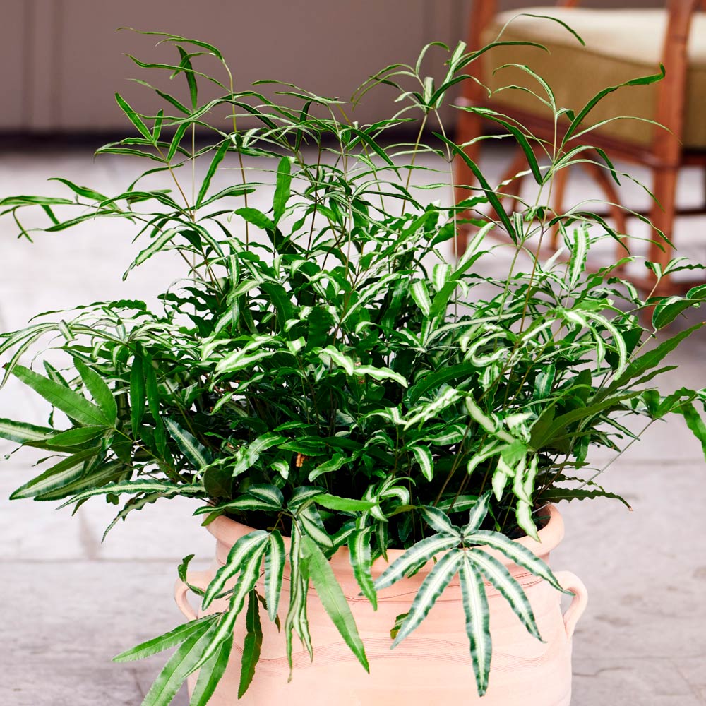 Silver Ribbon Fern | White Flower Farm