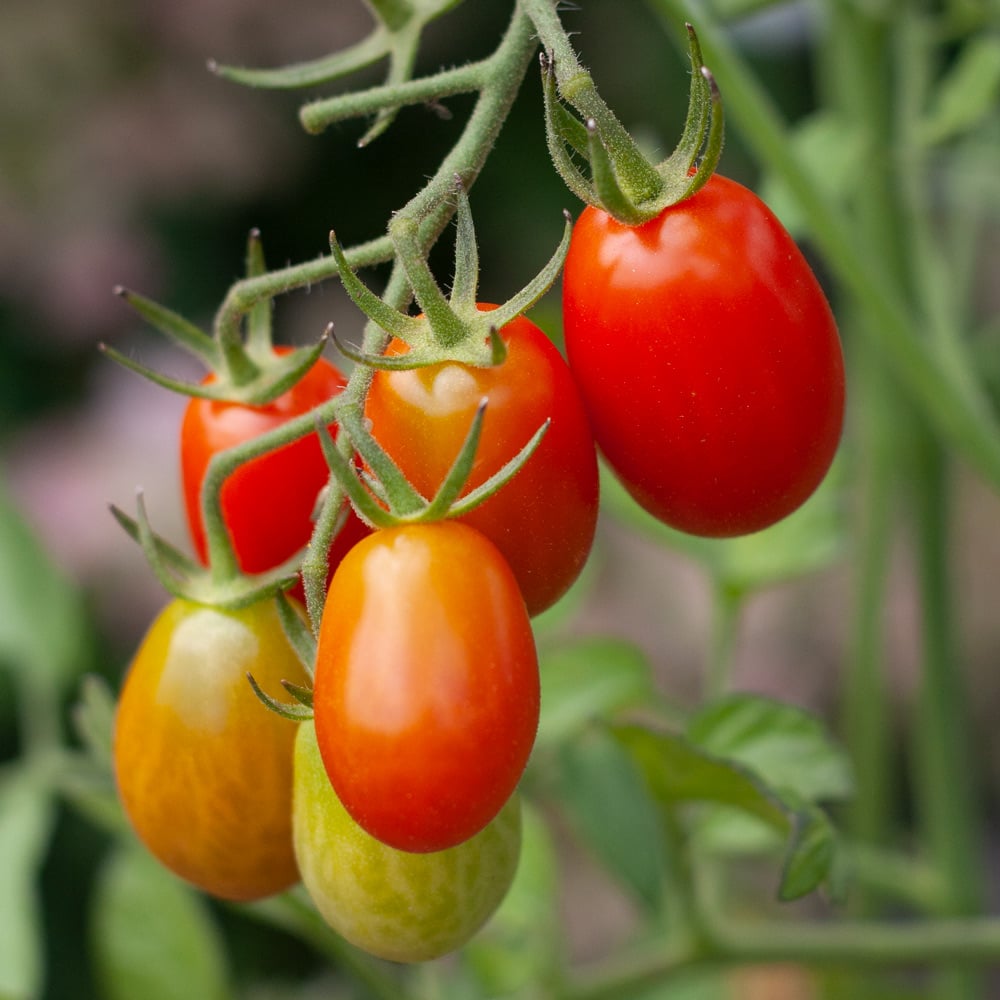 Tomato 'Five Star Grape' | White Flower Farm