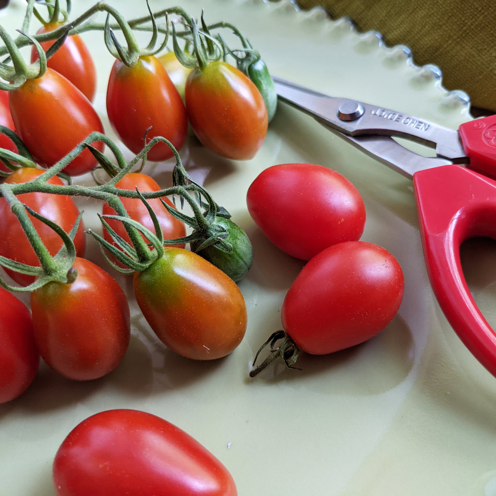 Tomato 'Five Star Grape' | White Flower Farm