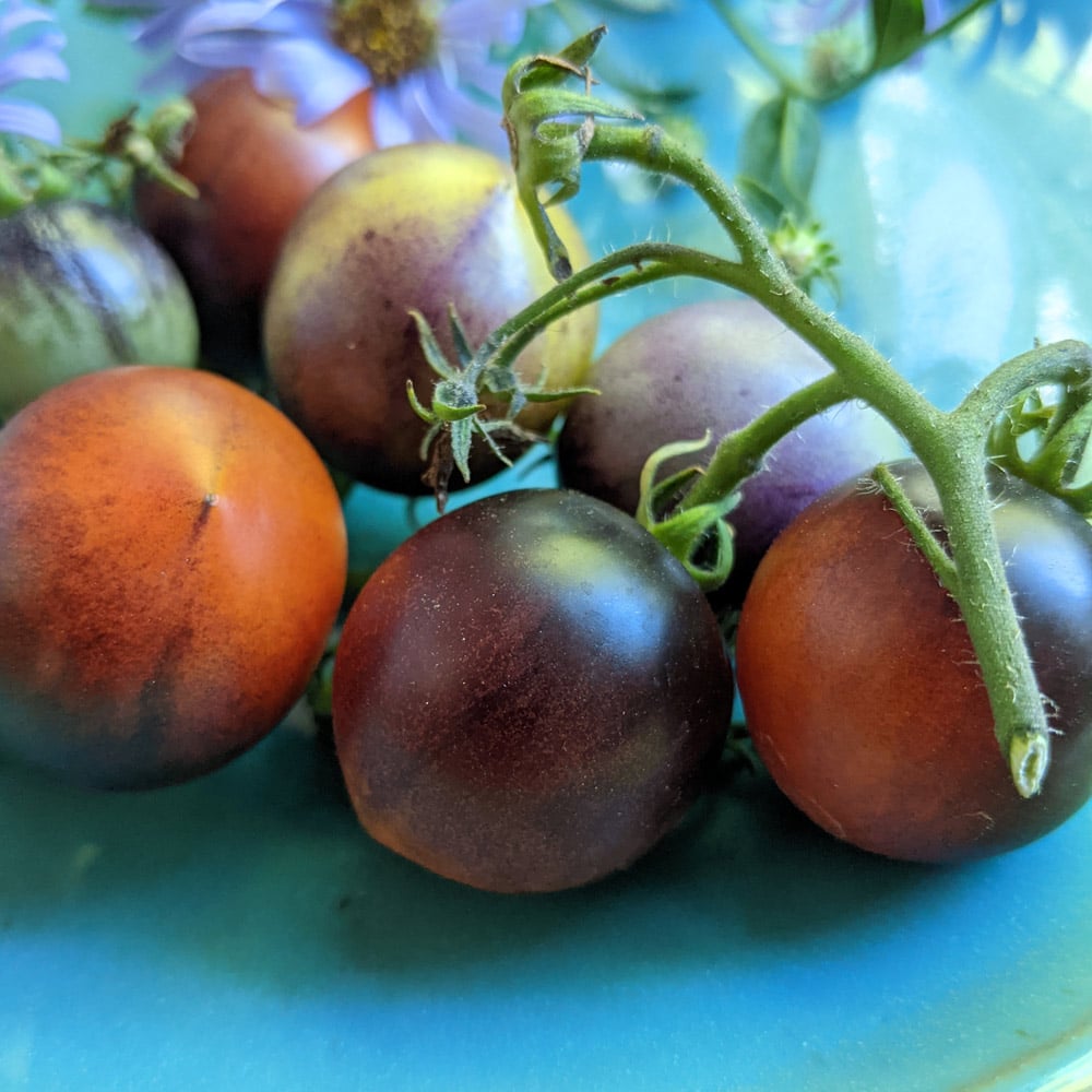 Tomato Indigo™ 'Cherry Drops' | White Flower Farm