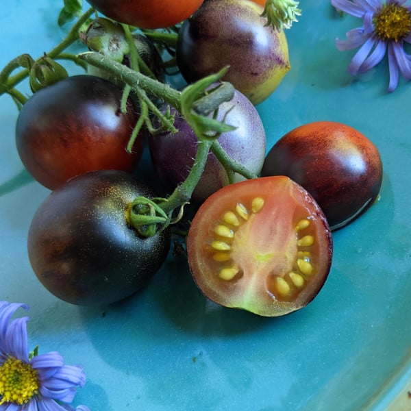 Tomato Indigo™ 'Cherry Drops' | White Flower Farm