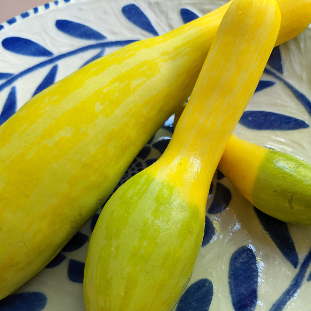 Squash 'Zephyr' | White Flower Farm