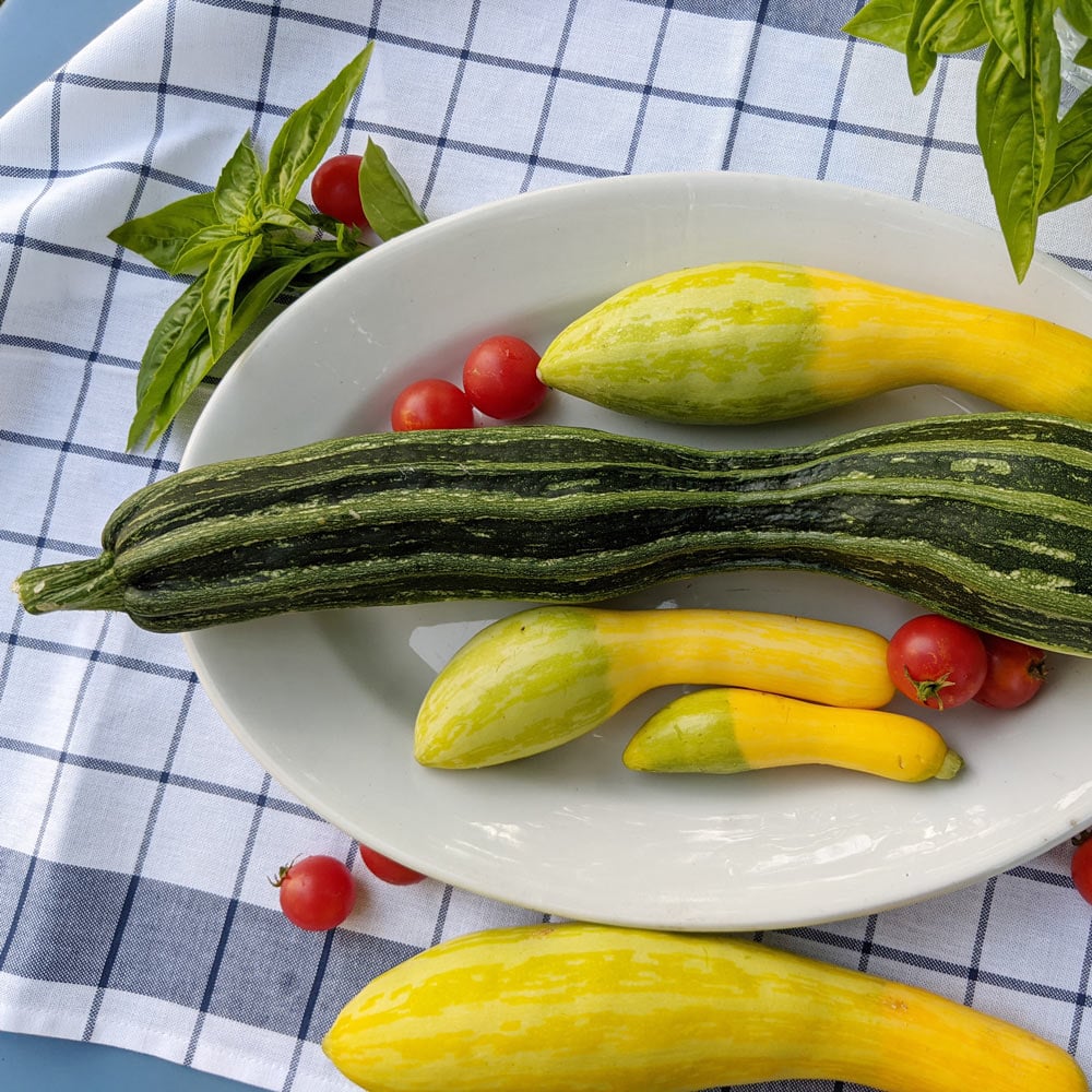 Squash 'Pantheon,' Summer Zucchini | White Flower Farm