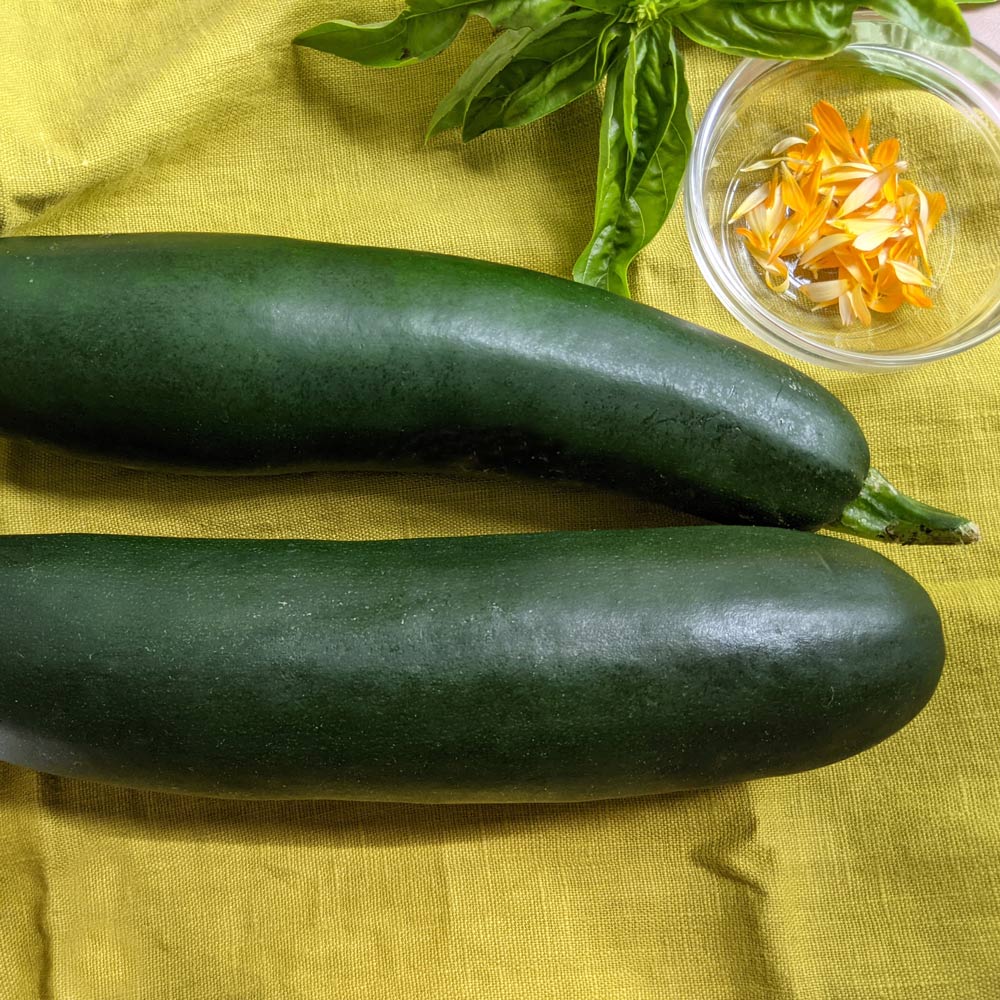 Squash 'Noche' | White Flower Farm