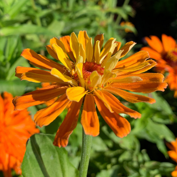 Zinnia elegans 'Inca' | White Flower Farm