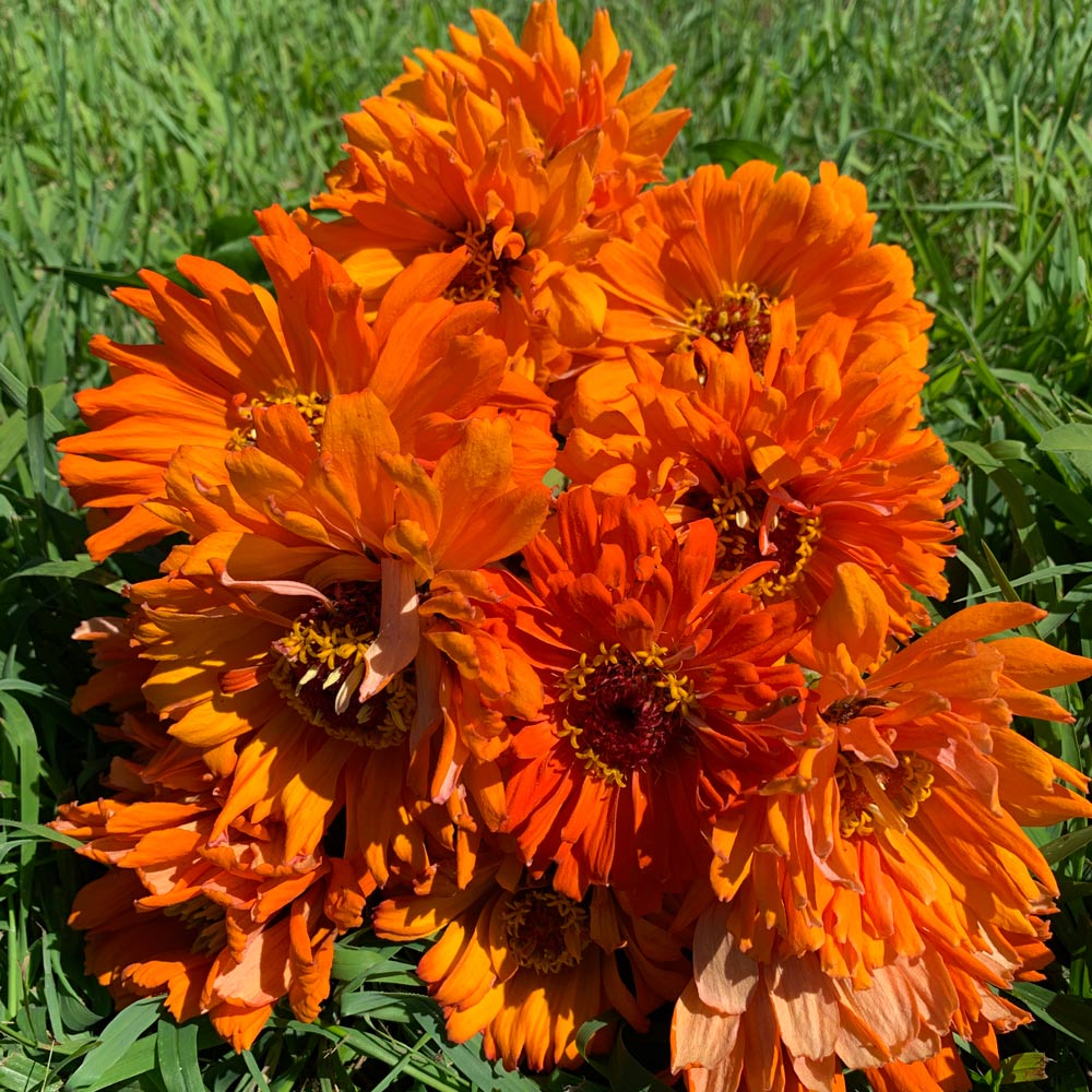 Zinnia elegans 'Inca' | White Flower Farm