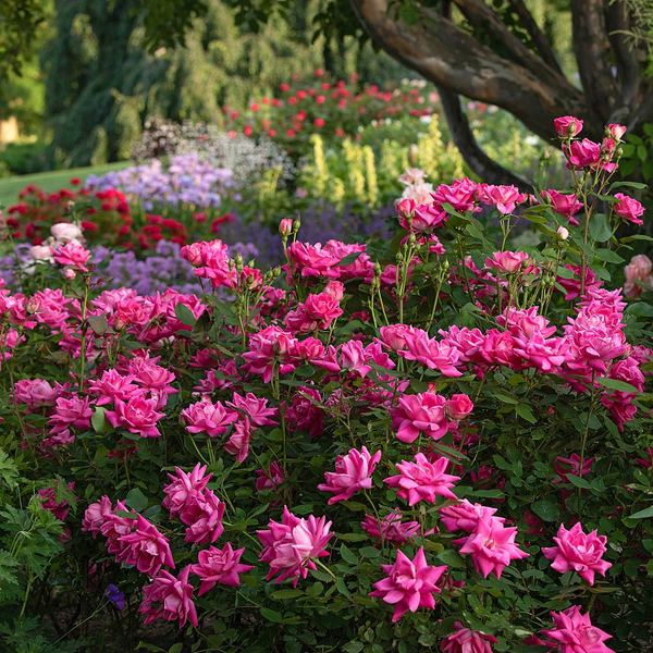 Landscape Roses | White Flower Farm