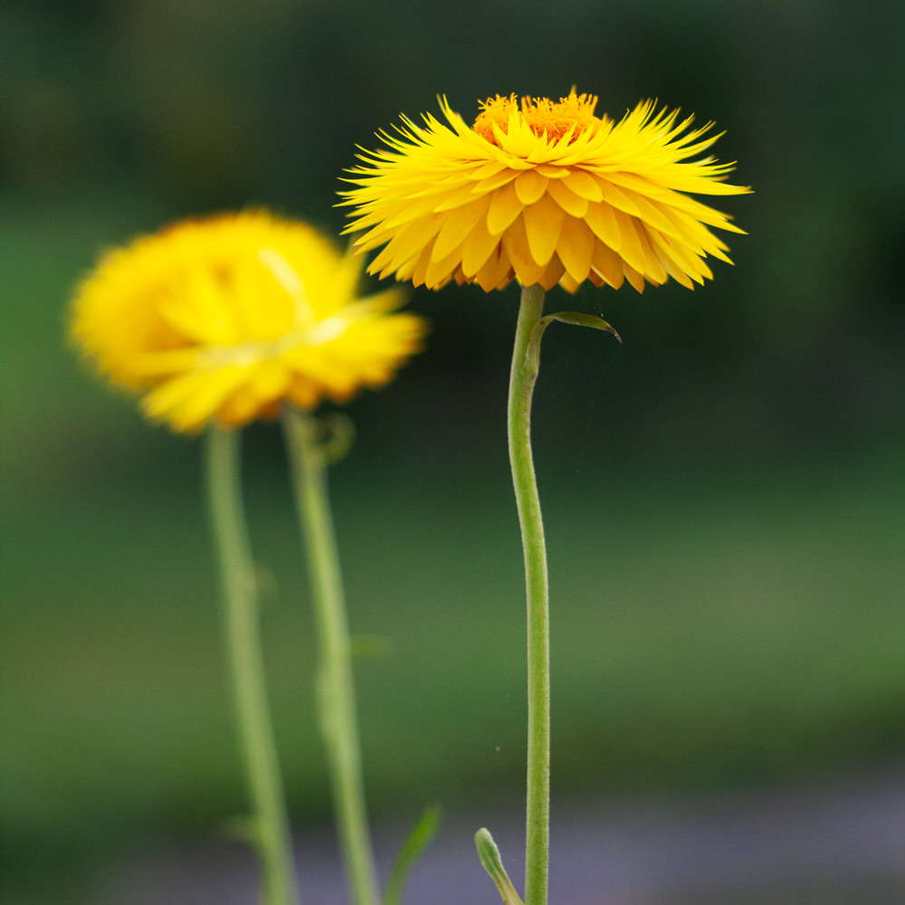 Bracteantha Granvia® Gold | White Flower Farm