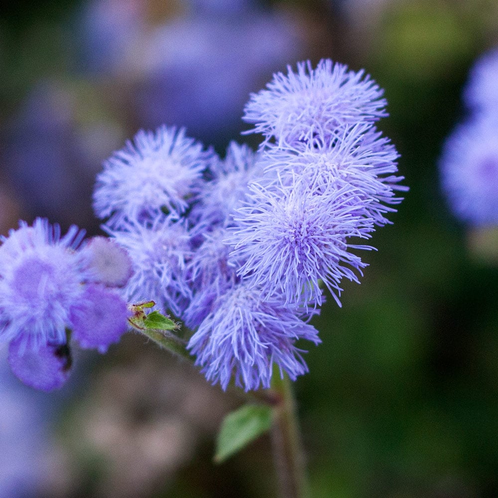 Ageratum houstonianum 'Blue Horizon' | White Flower Farm