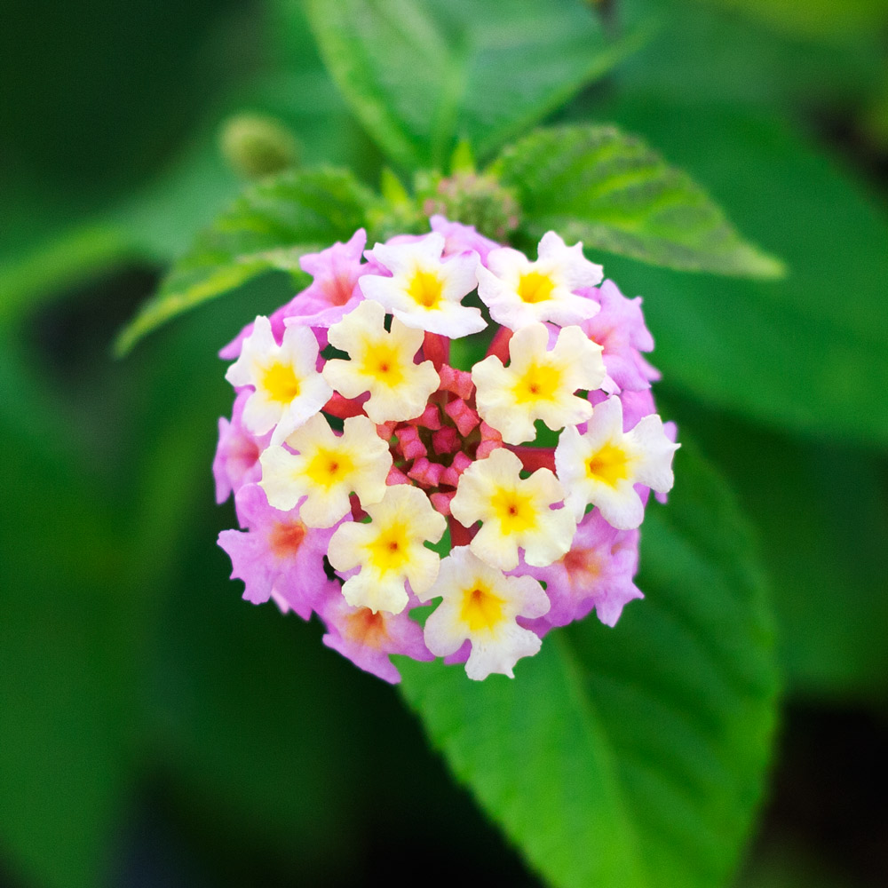 Lantana camara Landmark™ Rose Glow | White Flower Farm