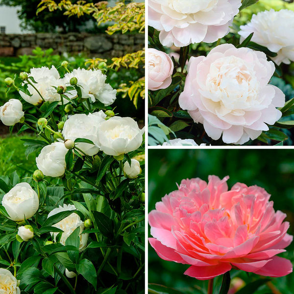 Fragrant Peony Collection White Flower Farm
