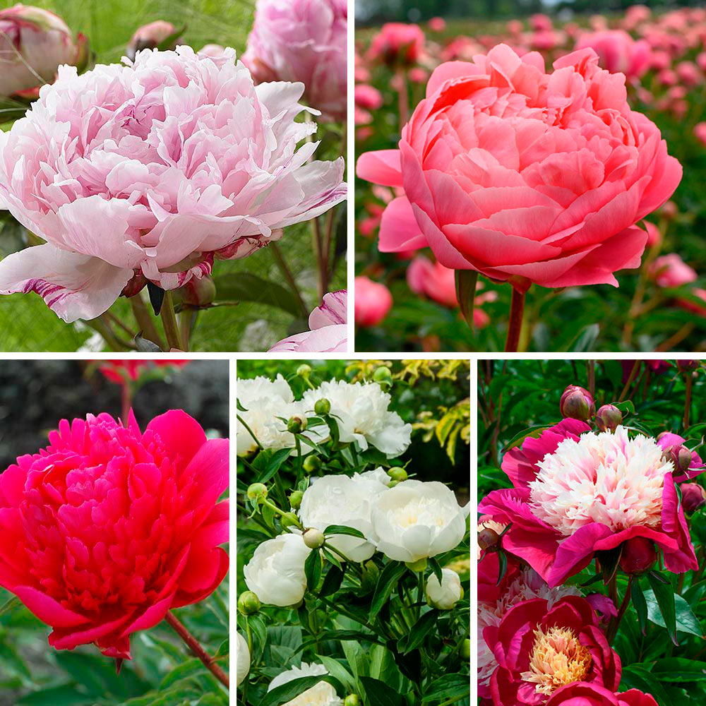 The Peony Parade Collection | White Flower Farm