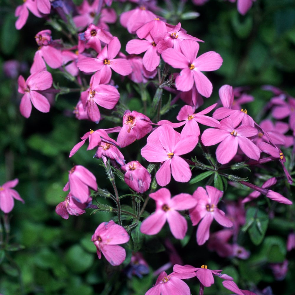 Phlox stolonifera 'Pink Ridge' | White Flower Farm