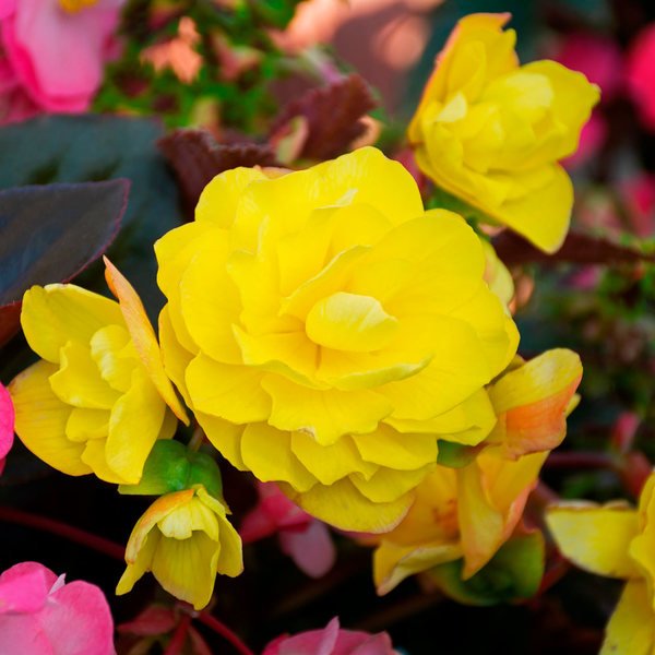 Begonias, Tuberous Begonias, Foliage Begonias, Fragrant Begonias ...