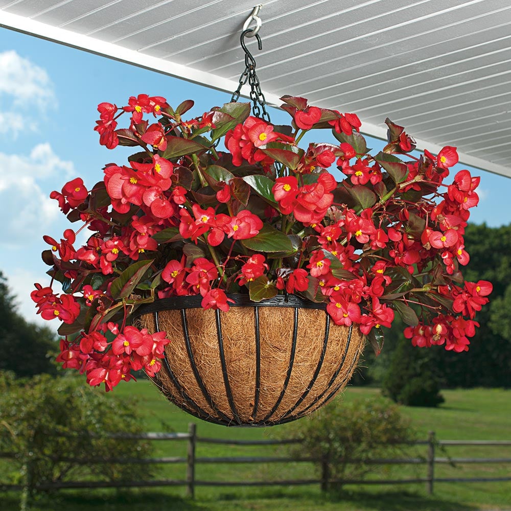 Pico de Gallo Container Garden | White Flower Farm