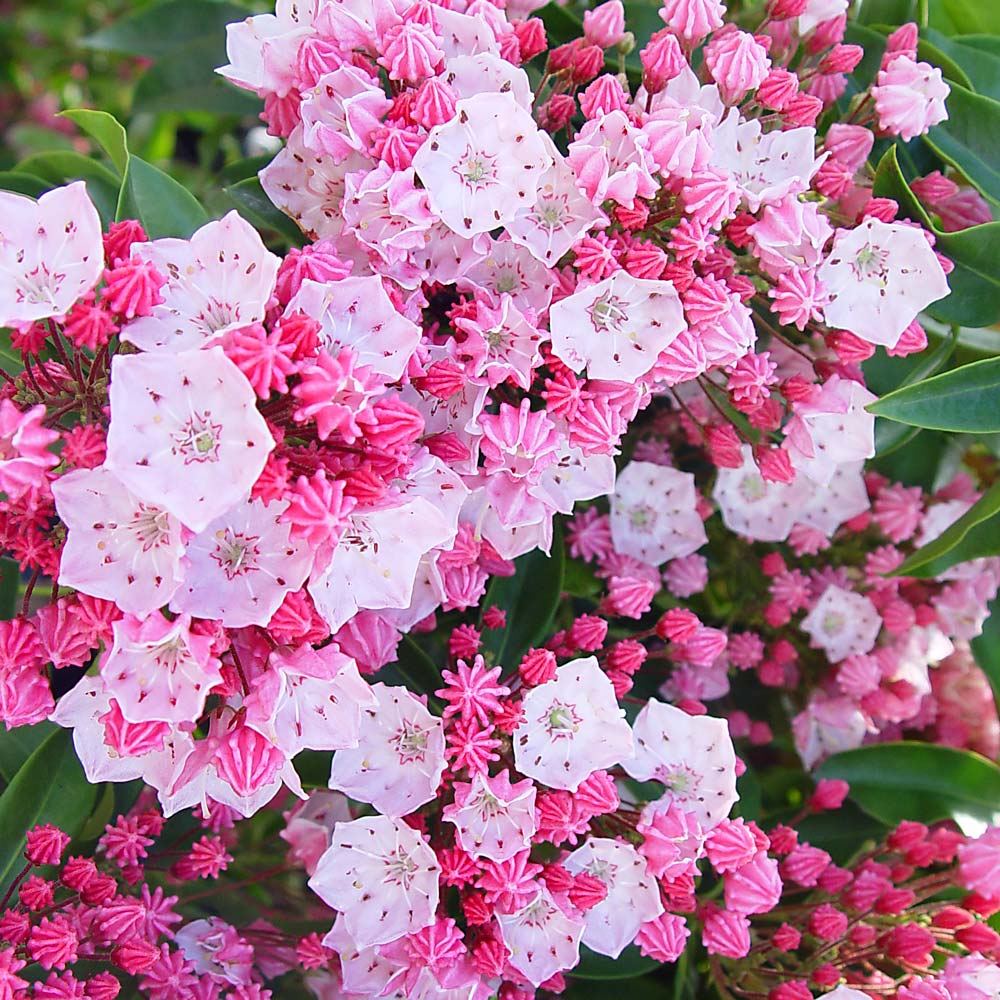 Kalmia latifolia 'Nathan Hale' | White Flower Farm