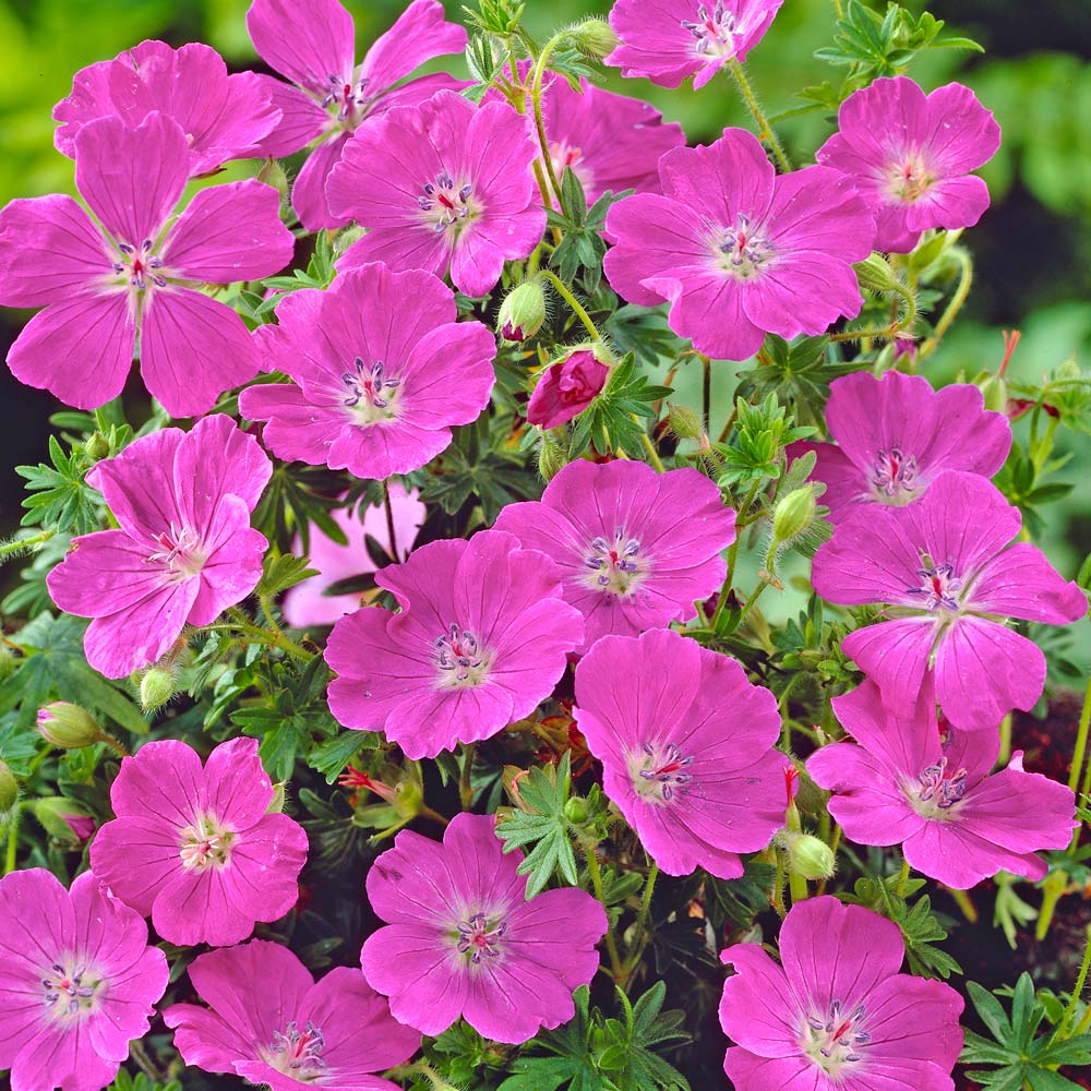 Geranium sanguineum 'Max Frei' | White Flower Farm