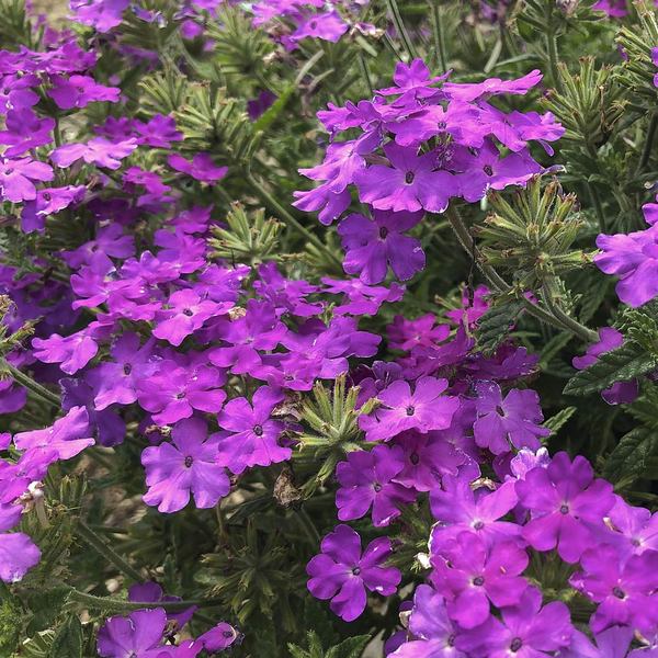 Perennial Trailing Verbena Lanai Blue