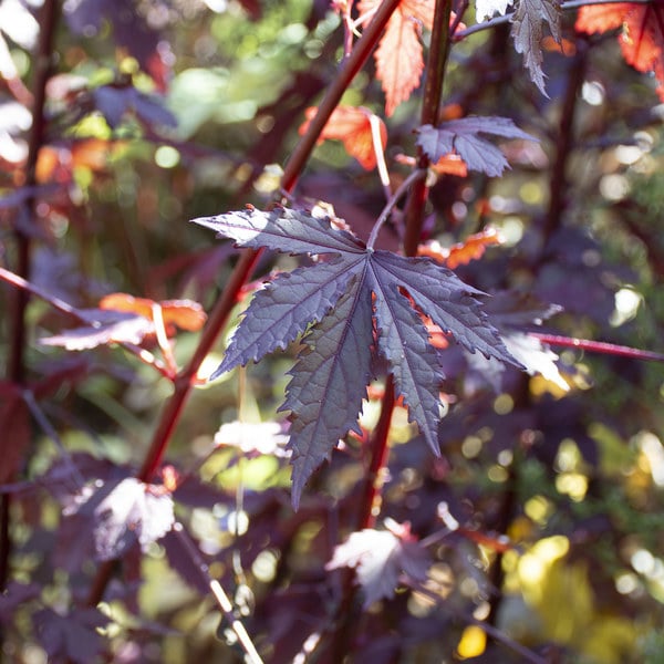 Hibiscus acetosella 'Mahogany Splendor' | White Flower Farm
