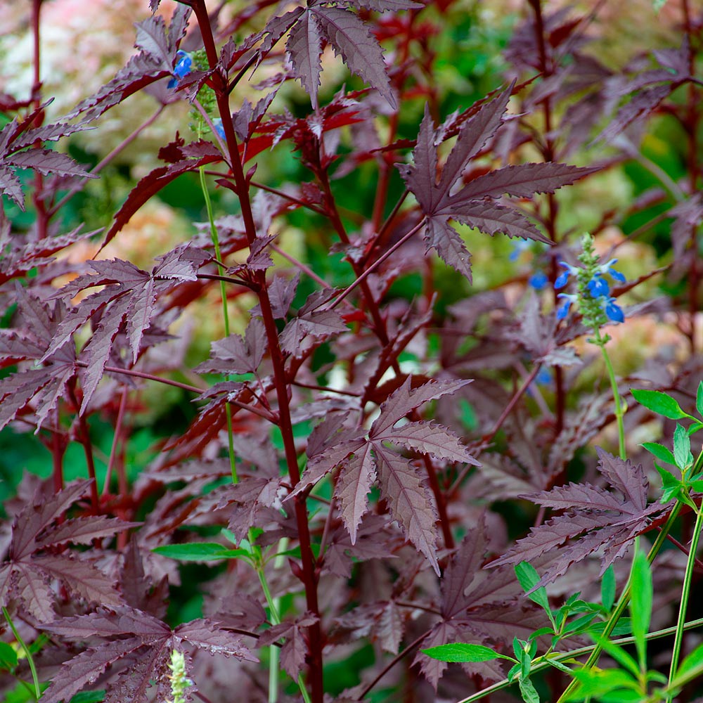 Hibiscus acetosella 'Mahogany Splendor' | White Flower Farm