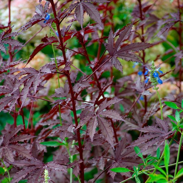 Hibiscus acetosella 'Mahogany Splendor' | White Flower Farm