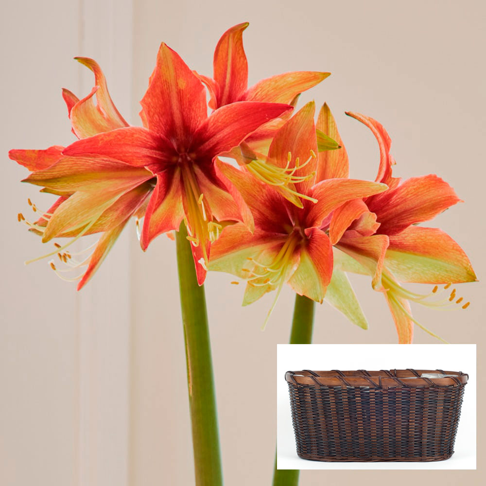 Amaryllis Wild Amazone® | White Flower Farm
