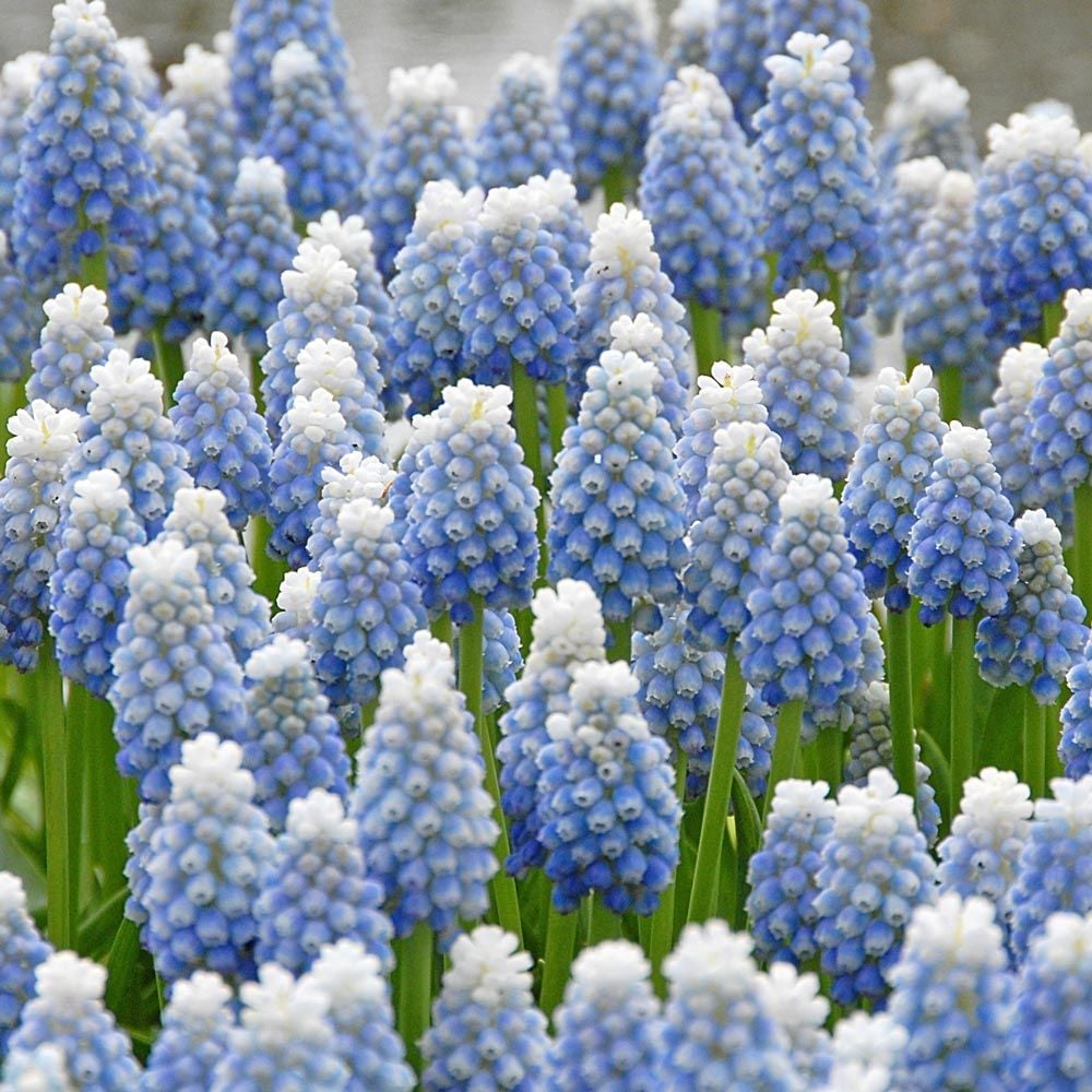 Muscari Flowers, Muscari Bulbs & More | White Flower Farm