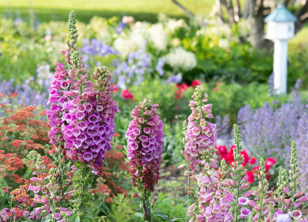 Flower Garden Ideas & Garden Planner | White Flower Farm