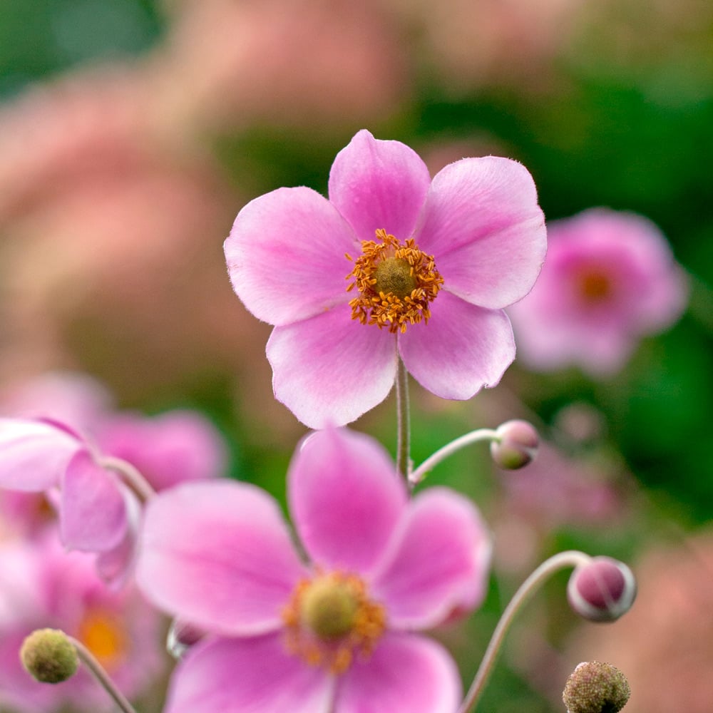 Anemone x hybrida 'Robustissima' | White Flower Farm